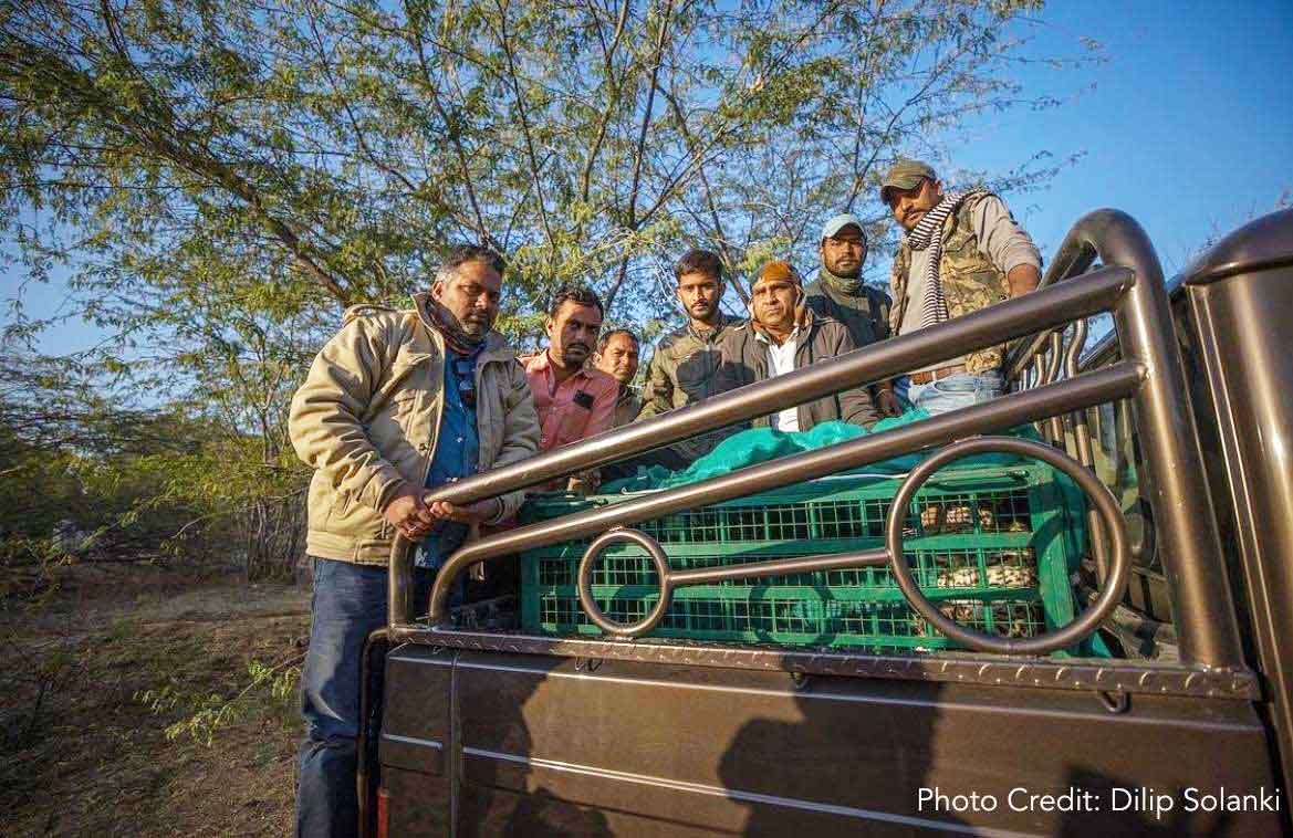RSE supports wildlife rescue and releases operations in Jawai Bandh ...